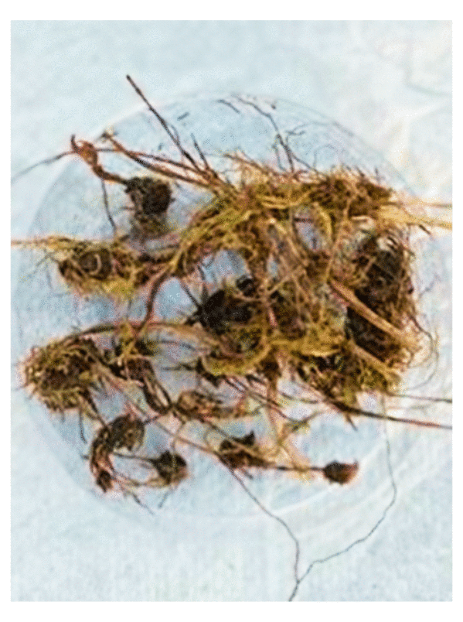 Purple Nutsedge - Getting Rid Of Weeds