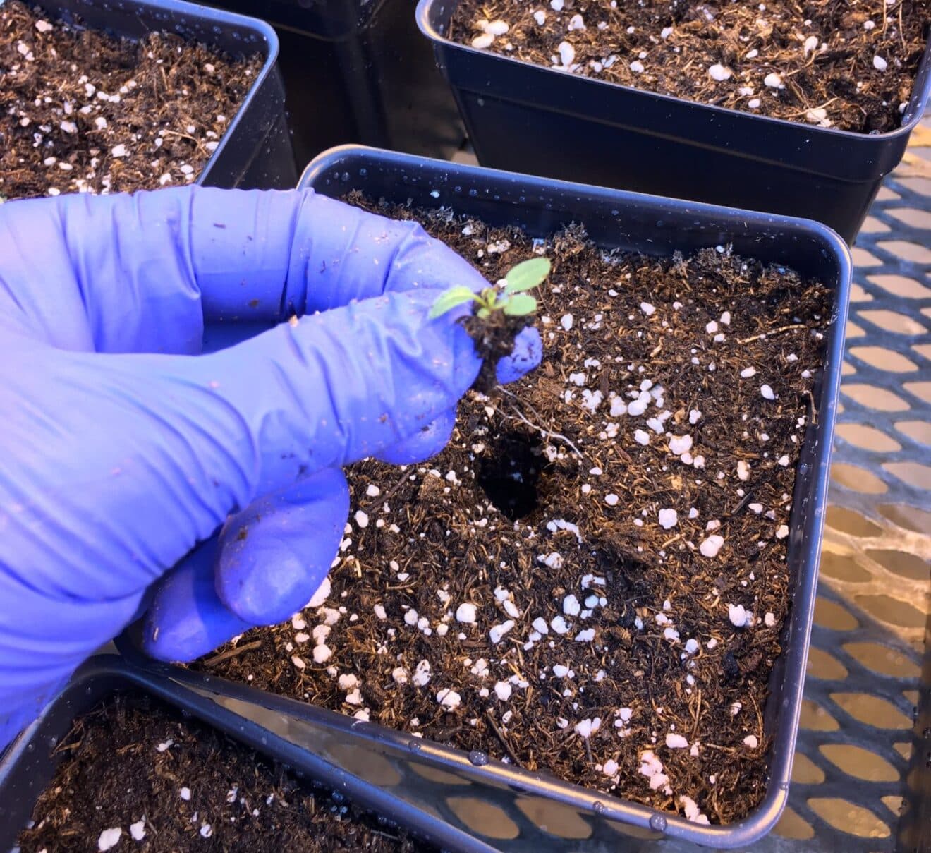 Listen In: HERMON Project Aims to Rapidly ID and Map Herbicide ...